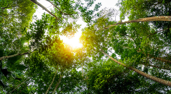 IAS Sustainable Development Programs - International Accreditation ...